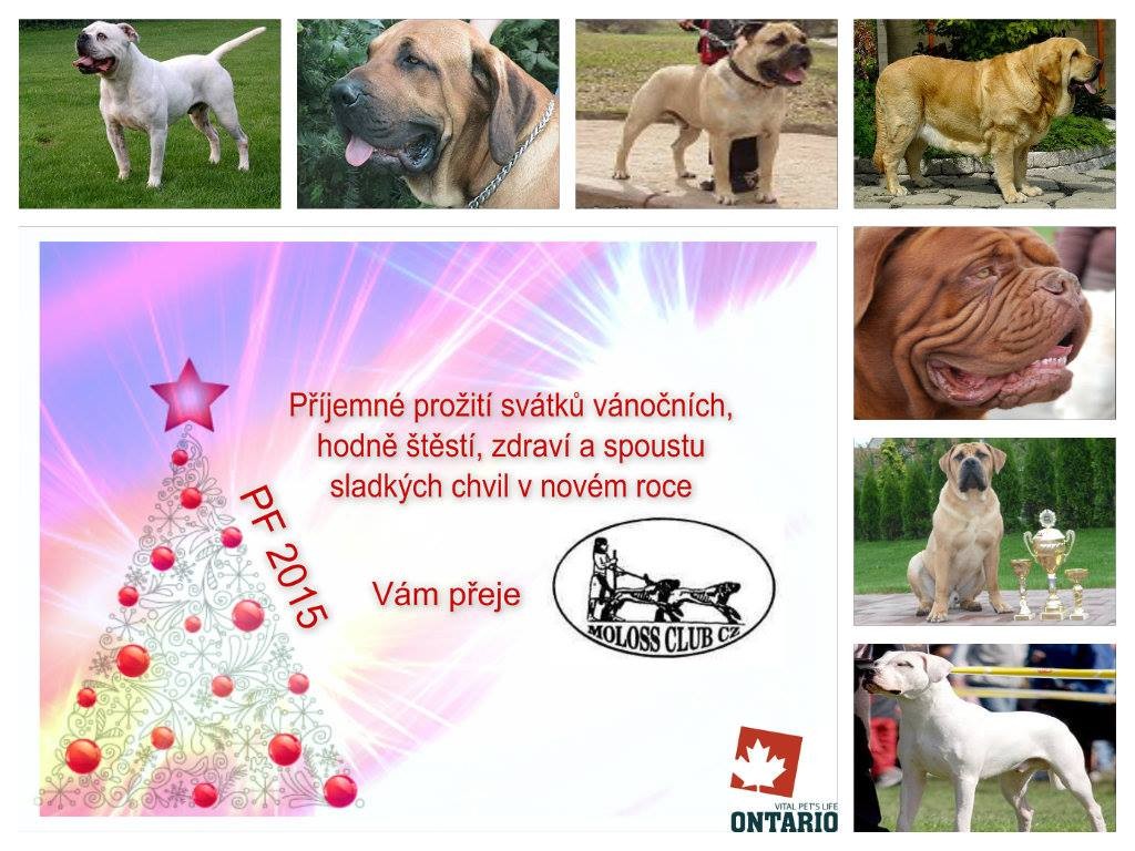 Aktuality, novinky - MOLOSS CLUB CZ - Americký bulldog, Anatolský ...