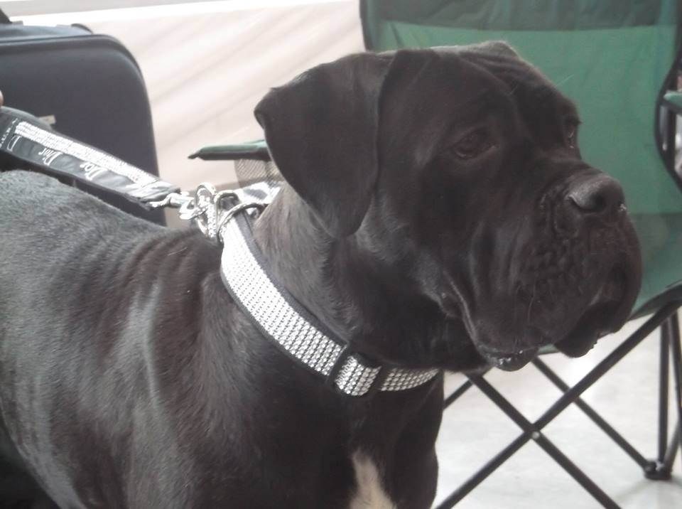 Cane Corso - šampioni, přehled šampionů, psi s titulem šampion ...